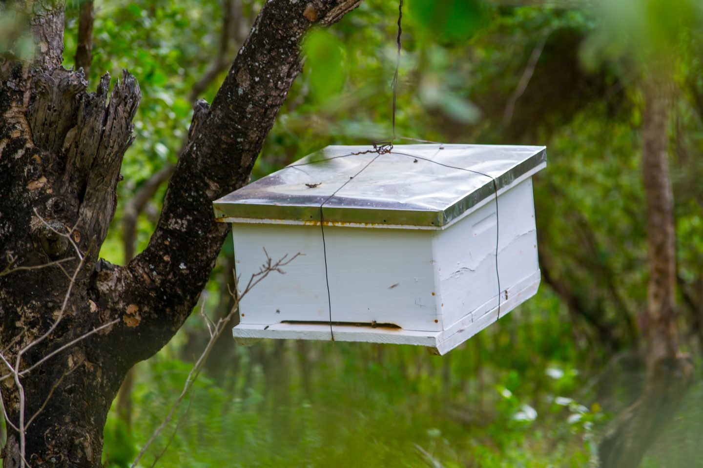 Home - MUTHOKI COUNTRY LODGE